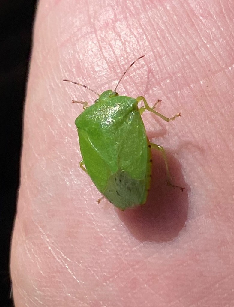 Green Stink Bug from Co. Rd. 220, Lauderdale County, AL, USA on ...