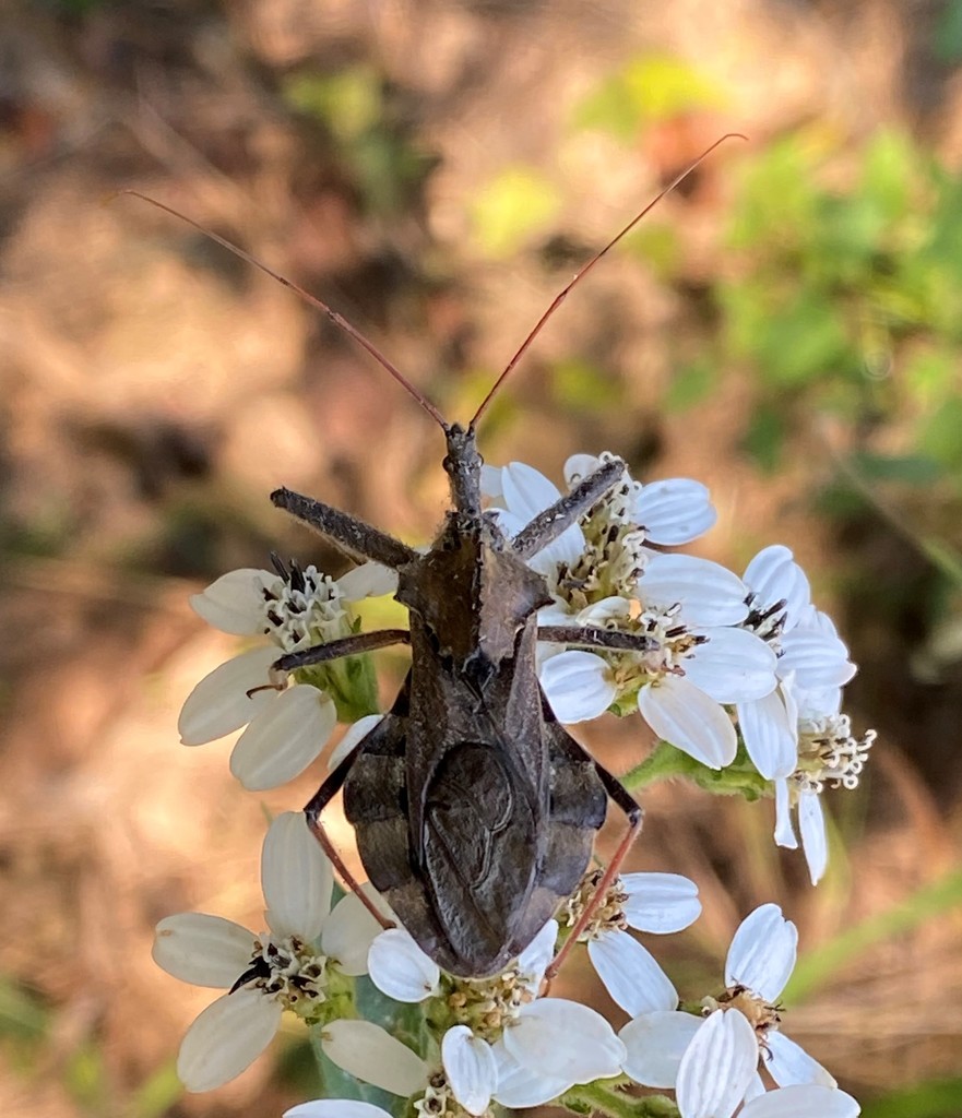 North American Wheel Bug from Co. Rd. 15, Lauderdale County, AL, USA on ...
