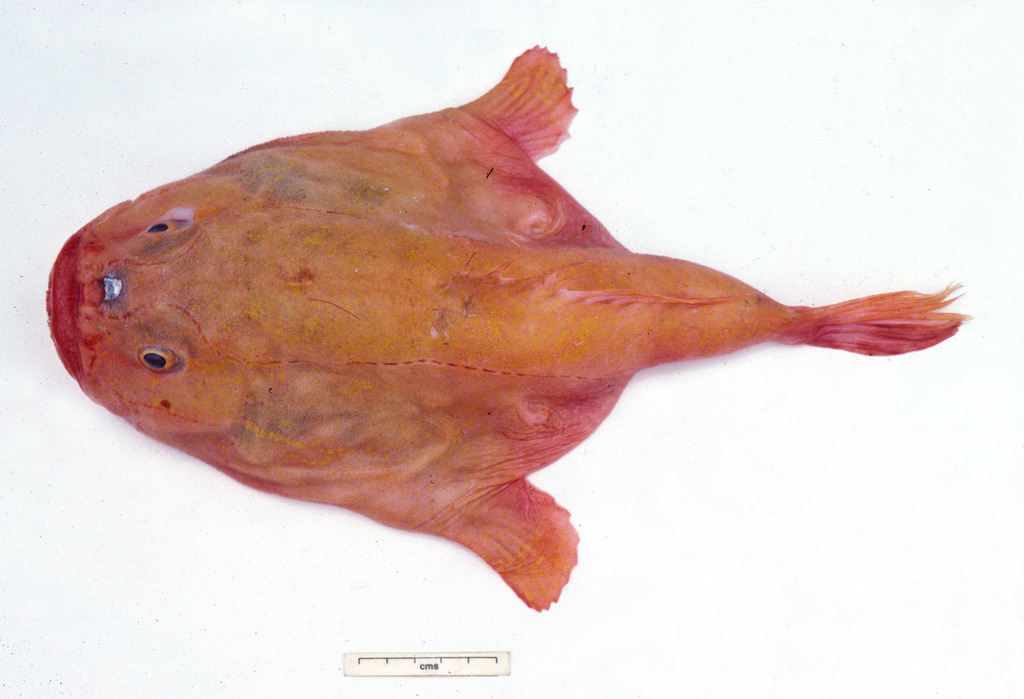 Sea Toads (Chaunacidae) - Marine Life Identification