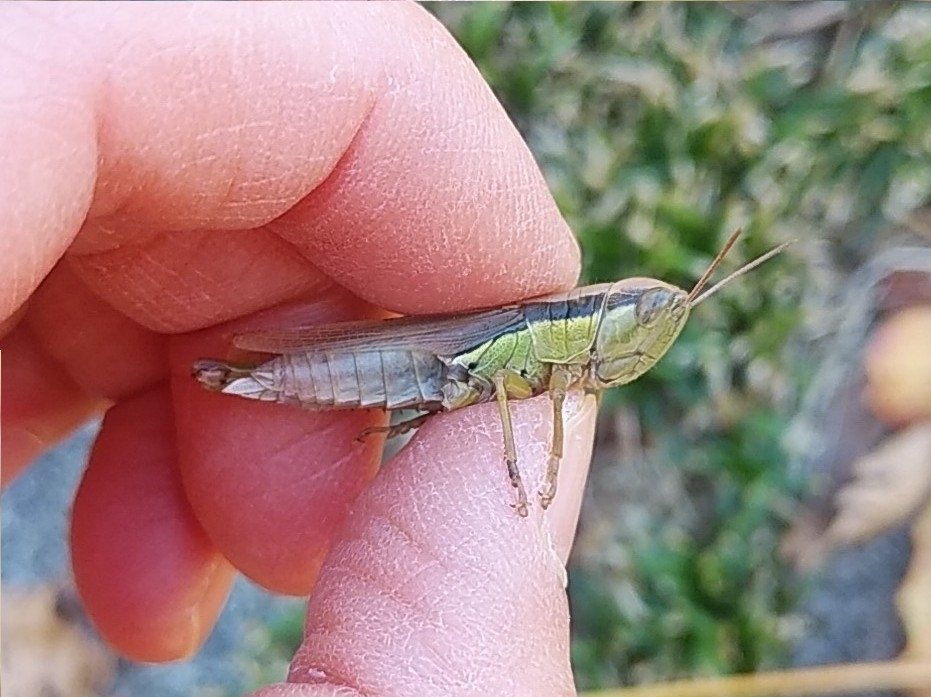 Oxya yezoensis in November 2021 by hoshi-mokyu · iNaturalist