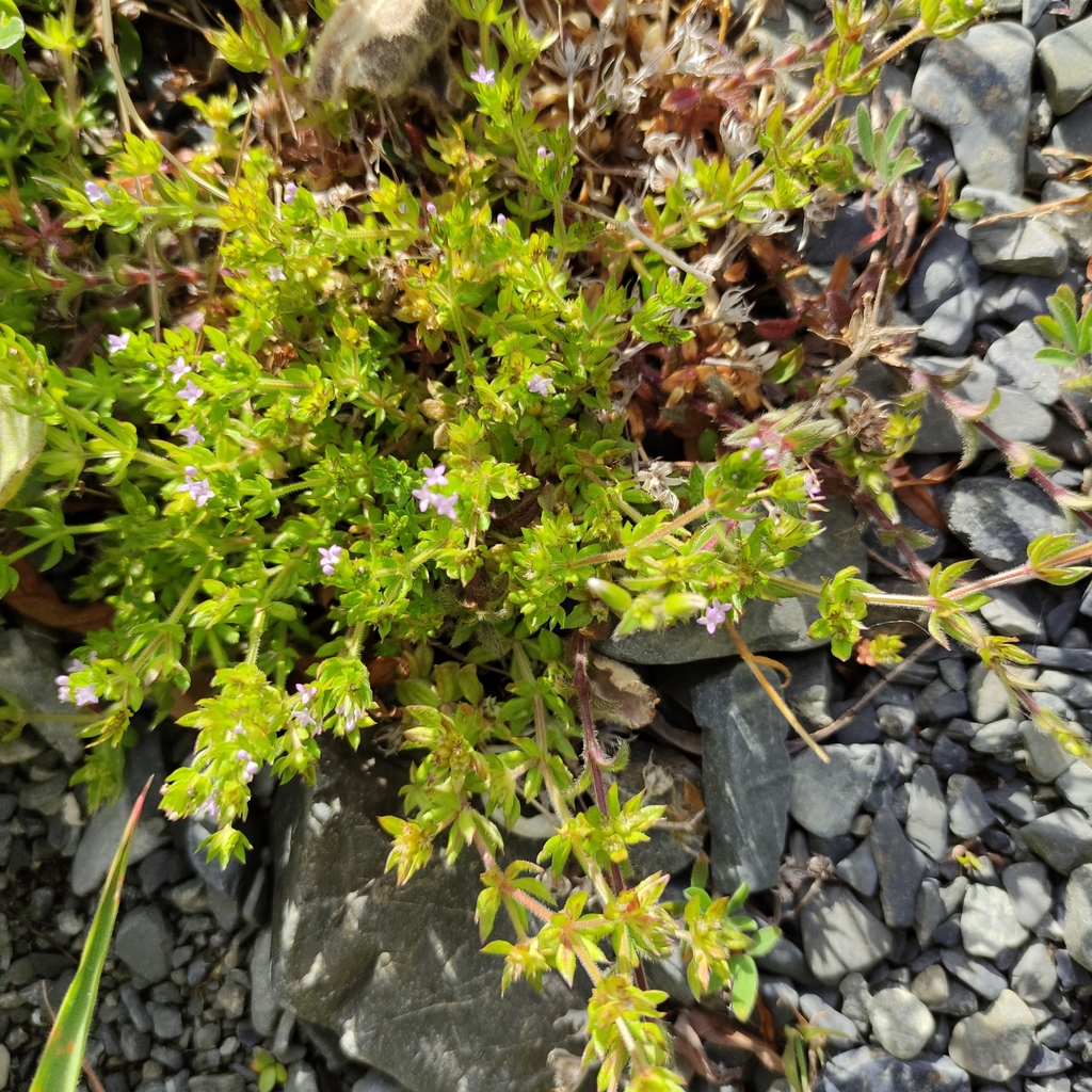 Field madder from Selwyn, NZ-CA, NZ on November 14, 2021 at 08:10 AM by ...