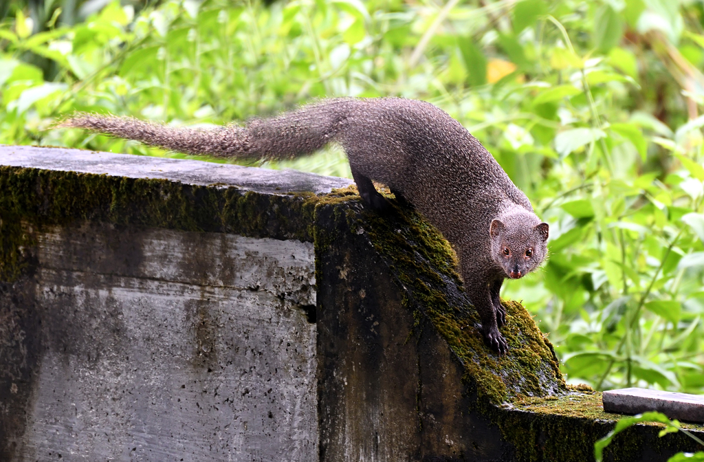 Indian Grey Mongoose (Mammals of Surendranagar district, Gujarat ...