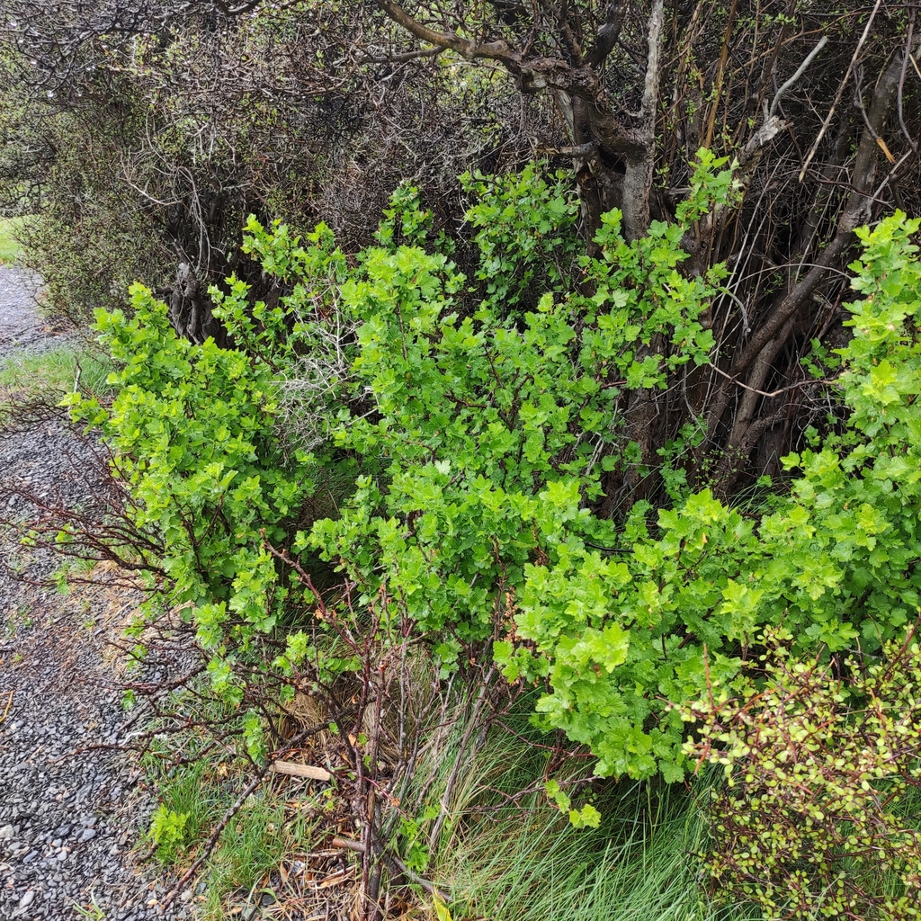 European gooseberry from Selwyn, NZ-CA, NZ on November 14, 2021 at 01: ...