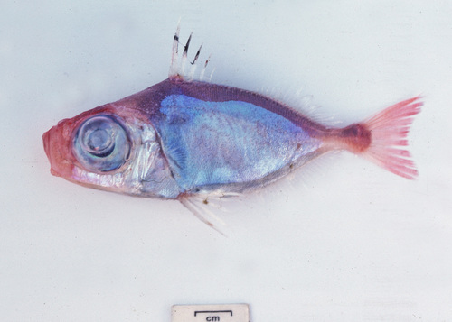 Japanese Dory (Zenion japonicum) · iNaturalist