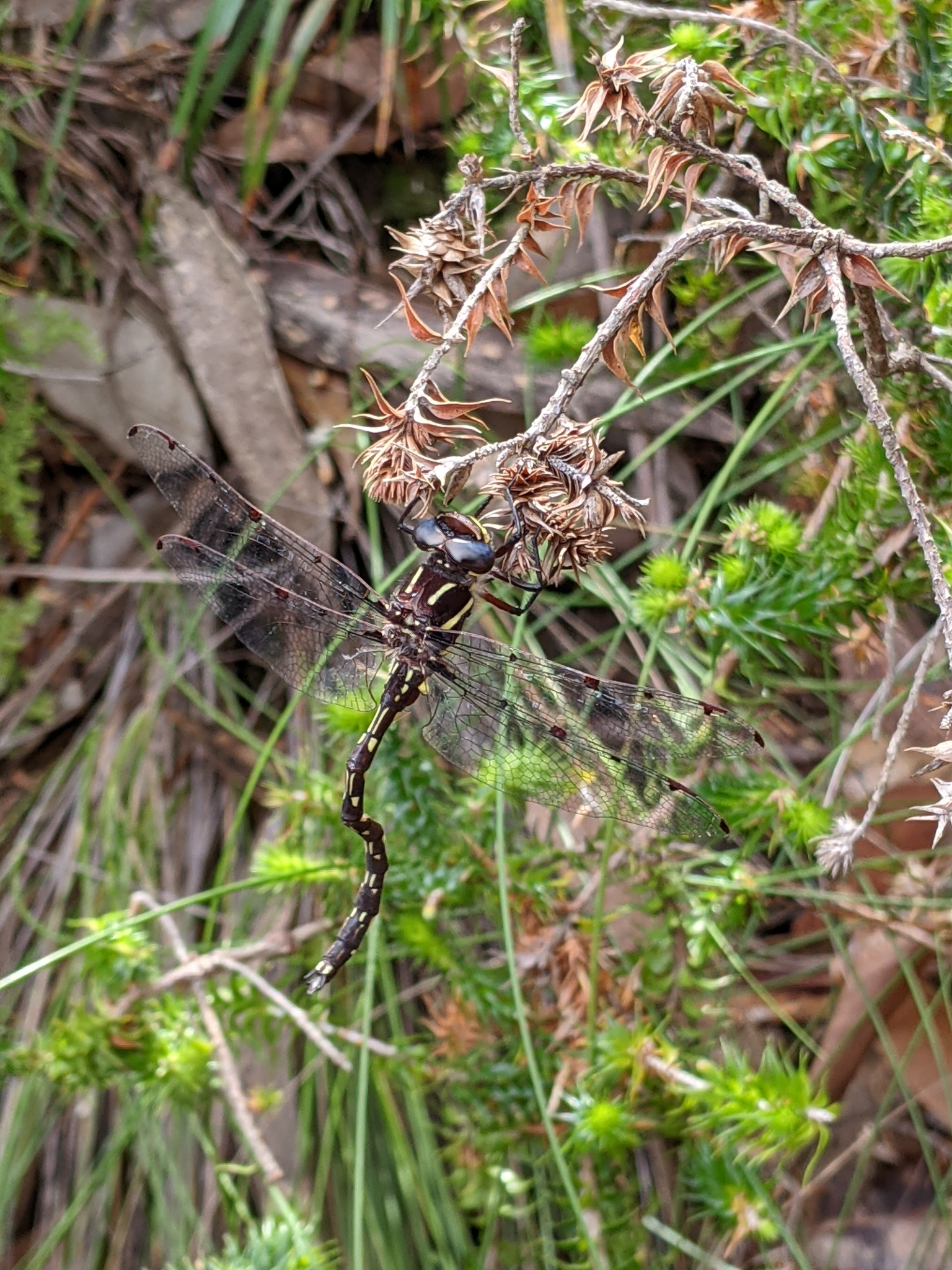 Austropetaliidae