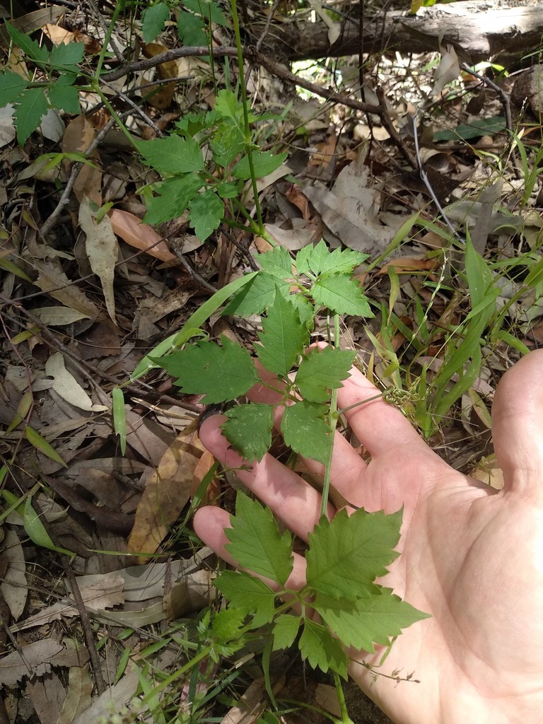 Slender Grape from Sydney NSW, Australia on November 14, 2021 at 11:40 ...