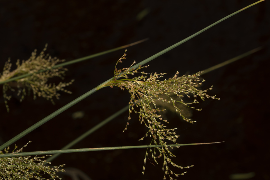 Juncus polyanthemus from Fortis Creek NSW 2460, Australia on November ...