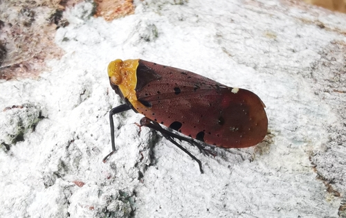 Genus Penthicodes · iNaturalist