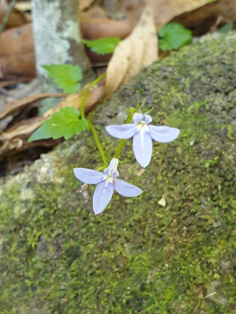 forest lobelia from Mothar Mountain QLD 4570, Australia on November 14 ...