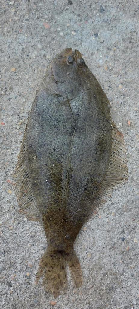 Large-tooth Flounders (Paralichthyidae) - Marine Life Identification