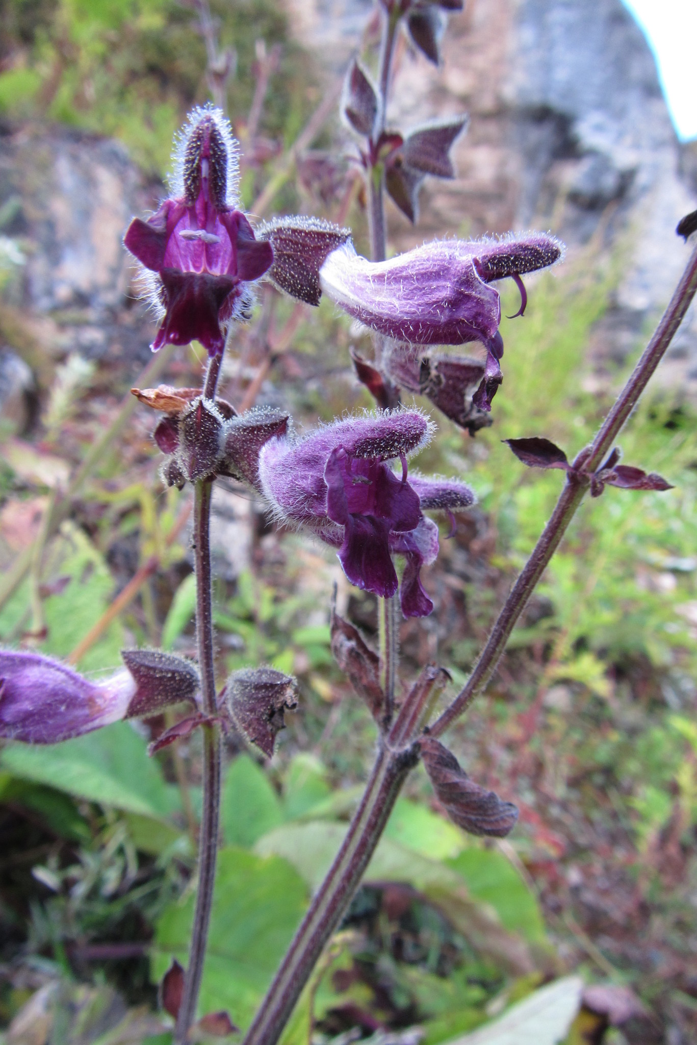 Salvia castanea Diels