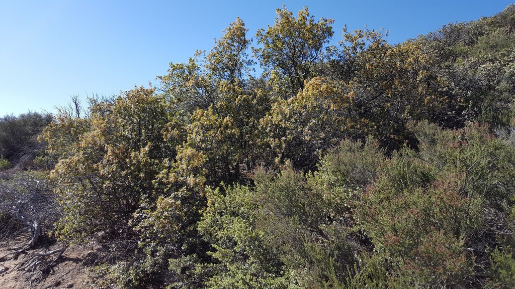 canyon live oak from San Diego County, CA, USA on April 28, 2018 at 08: ...