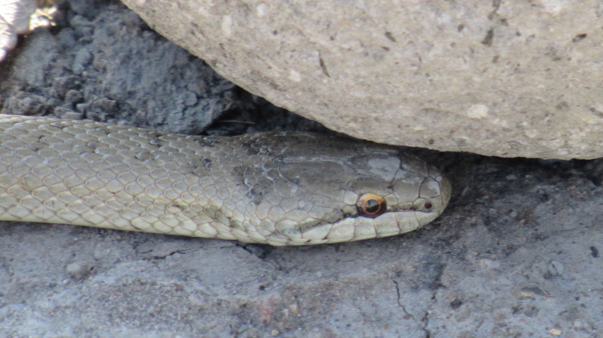 10 Facts About The Smooth Snake (Southern England) – Snake Radar