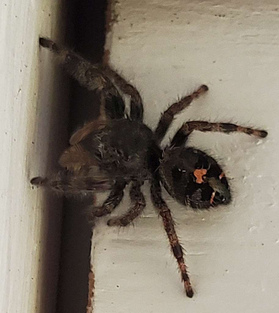 Bold Jumping Spider in November 2021 by flyingghoti. I cannot stress ...