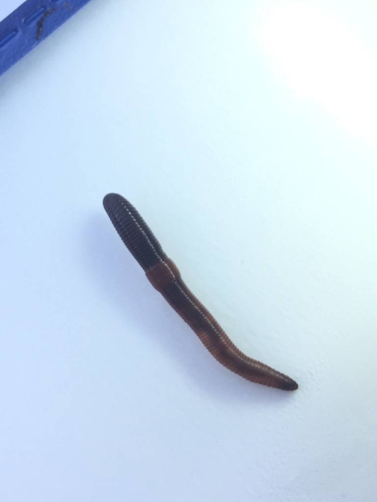 Earthworms from Western, Moscow City, Russia on October 31, 2021 at 12: ...