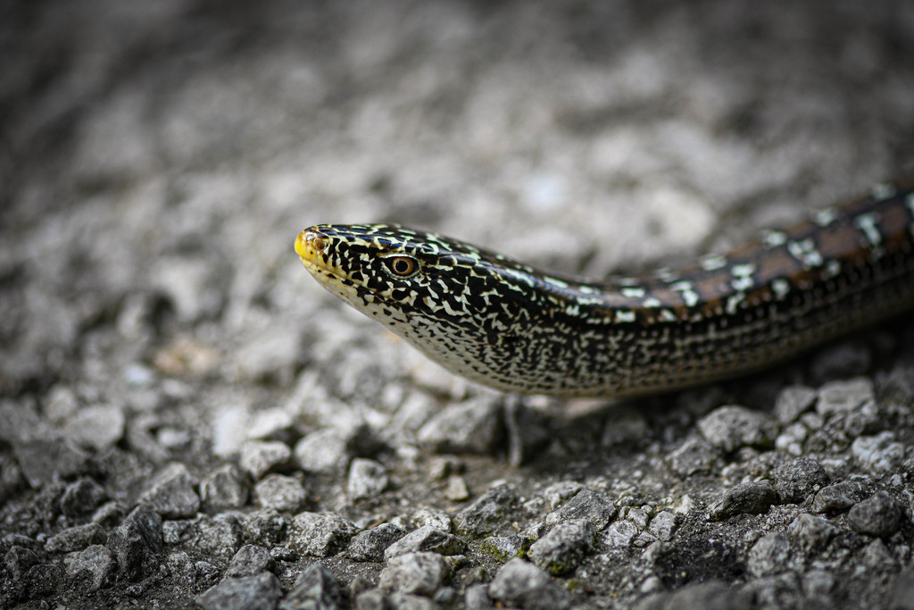 Slender Glass Lizard in April 2020 by rpigot · iNaturalist