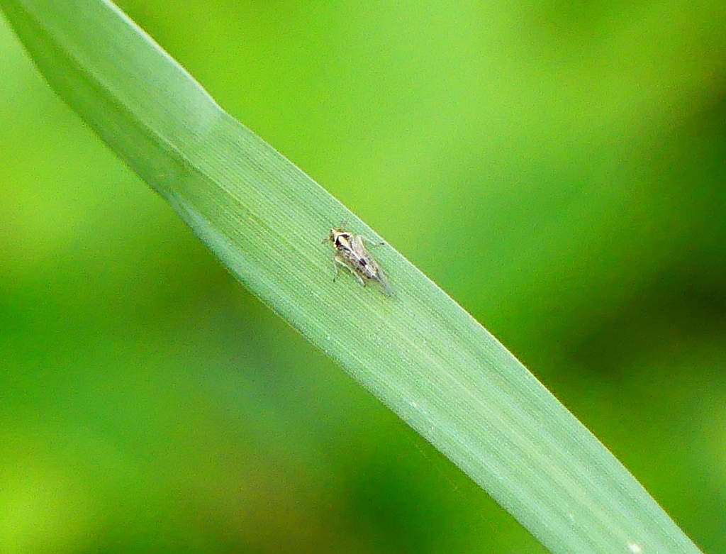 White-backed Planthopper from Bengaluru, Karnataka, India on November ...
