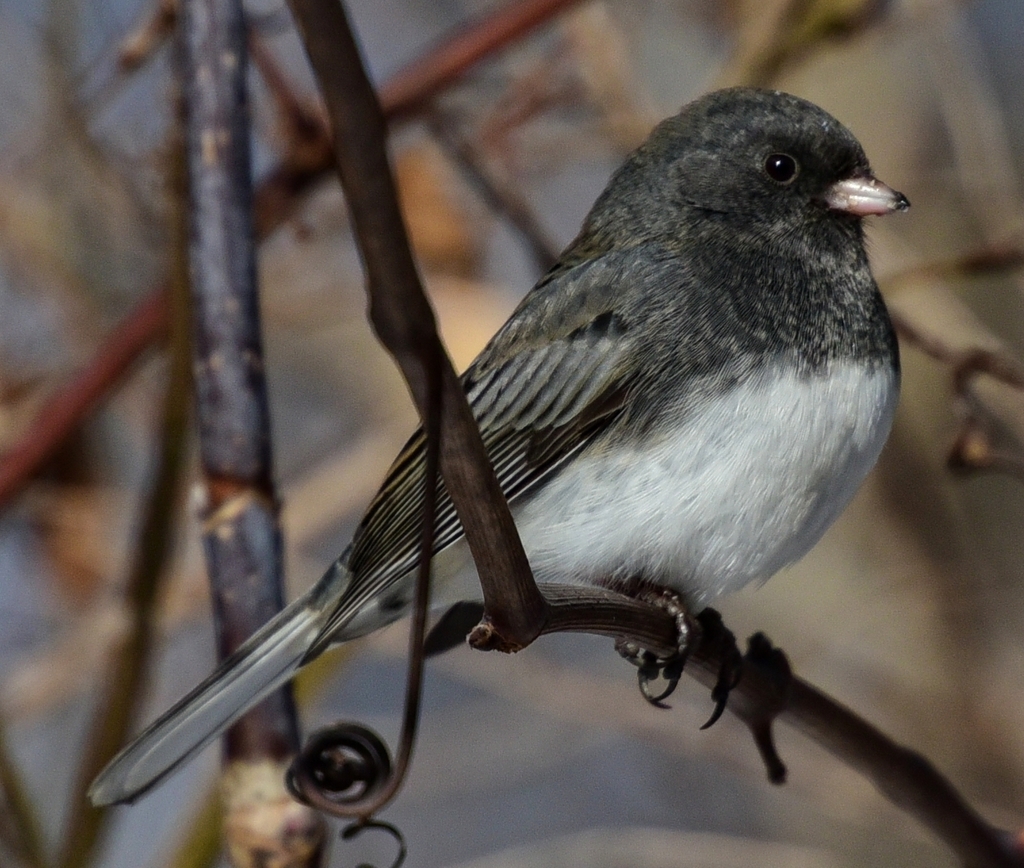 Dark-eyed Junco (Birds of Will County Preserves) · iNaturalist