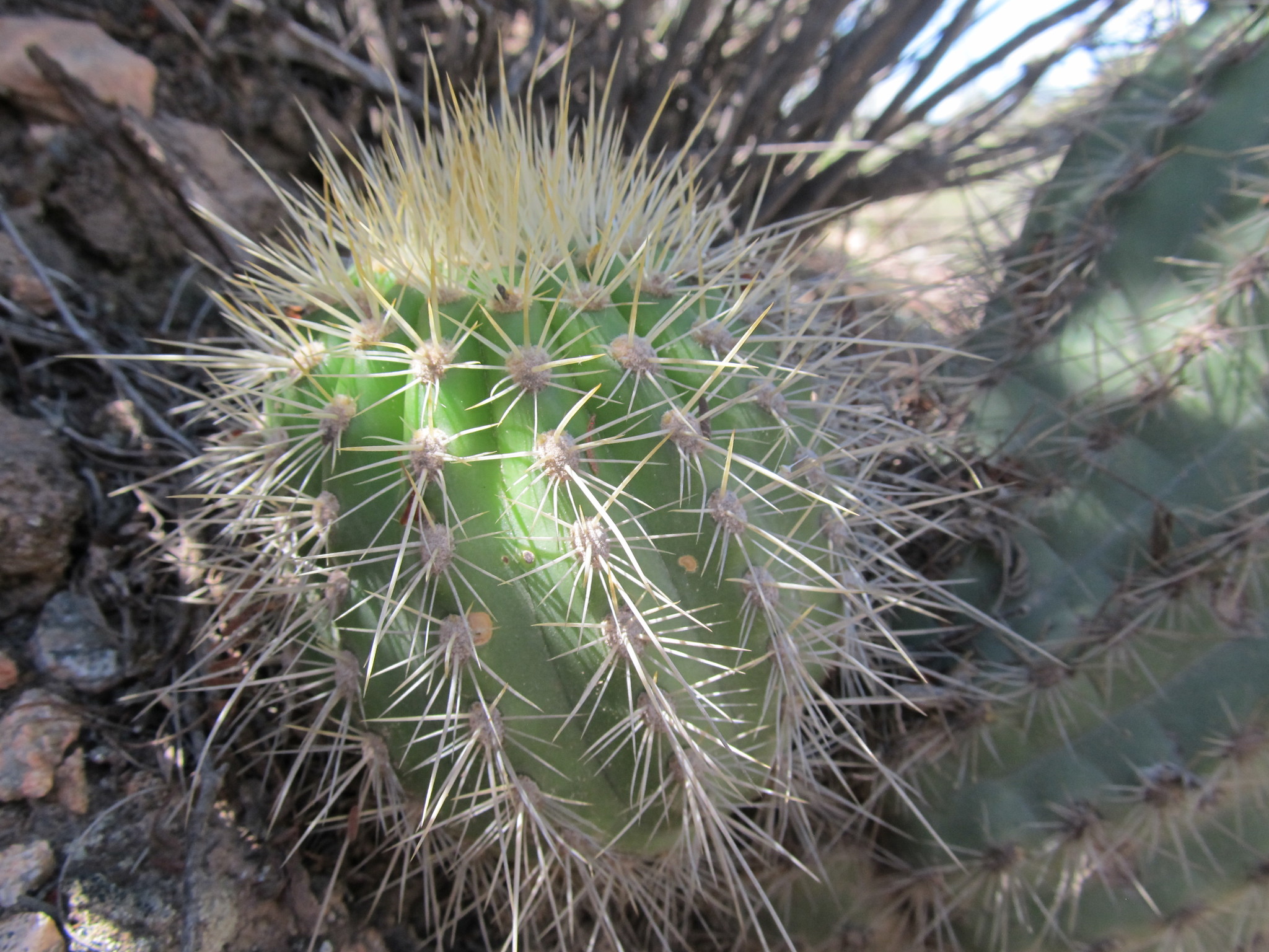 Echinopsis huascha subsp. robusta (Rausch) M.Lowry