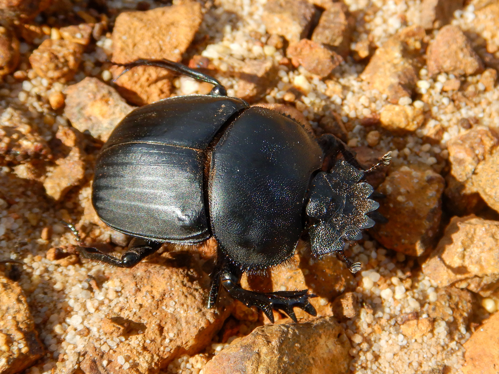 Kheper bonellii (Dung Beetles of Cape Town) · iNaturalist