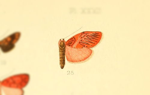 Miltochrista flexuosa · iNaturalist Guatemala