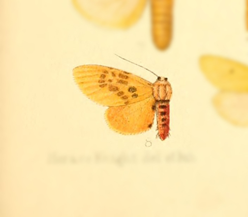 Lemyra biseriatus · iNaturalist
