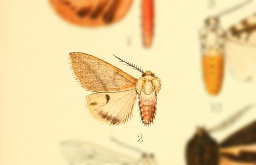 Lemyra sordidescens · iNaturalist