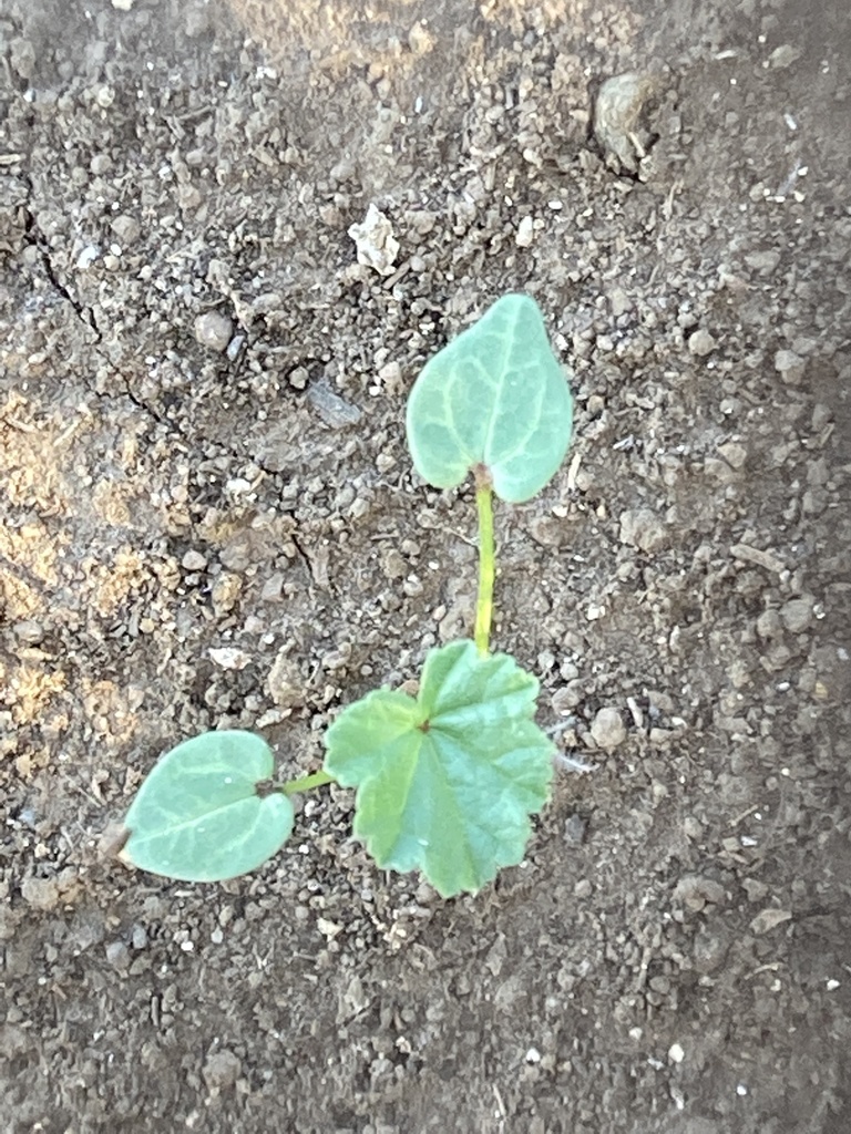 cheeseweed mallow from Channel Islands National Park, CA, US on ...