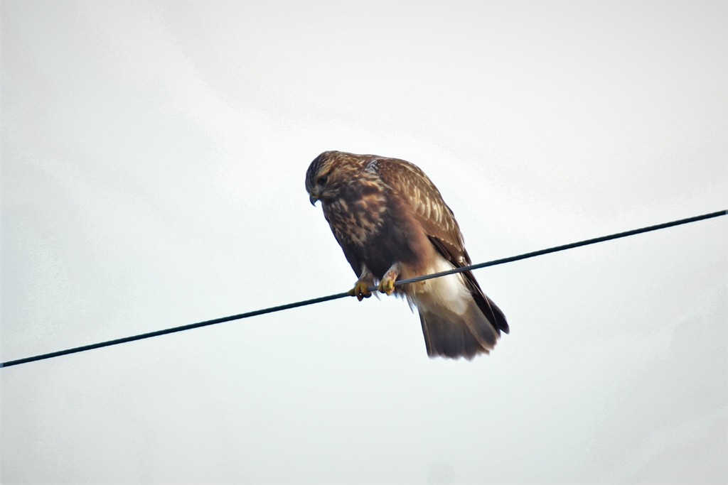 Rough-legged Hawk from Thunder Bay District, ON, Canada on November 13 ...