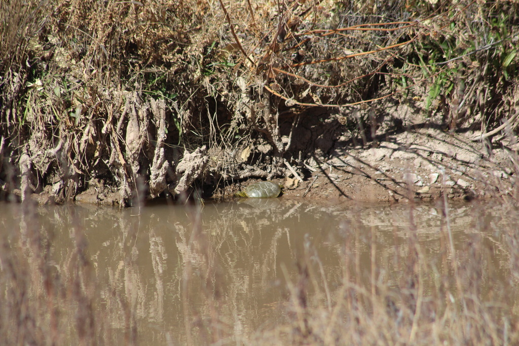 Painted Turtle from San Antonio Ditch, Socorro, NM, US on November 6 ...