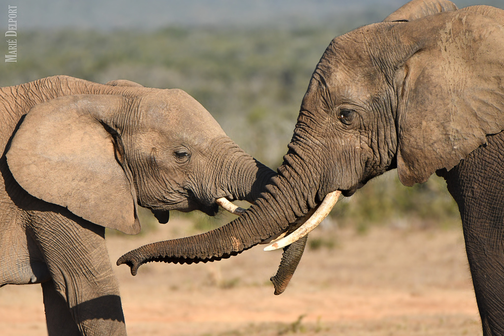 African Elephants (Loxodonta) - Know Your Mammals