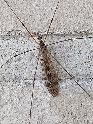 Tipula confusa · iNaturalist United Kingdom