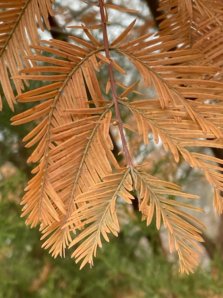 dawn redwood from Valley Rd, Mount Gretna, PA, US on November 14, 2021 ...