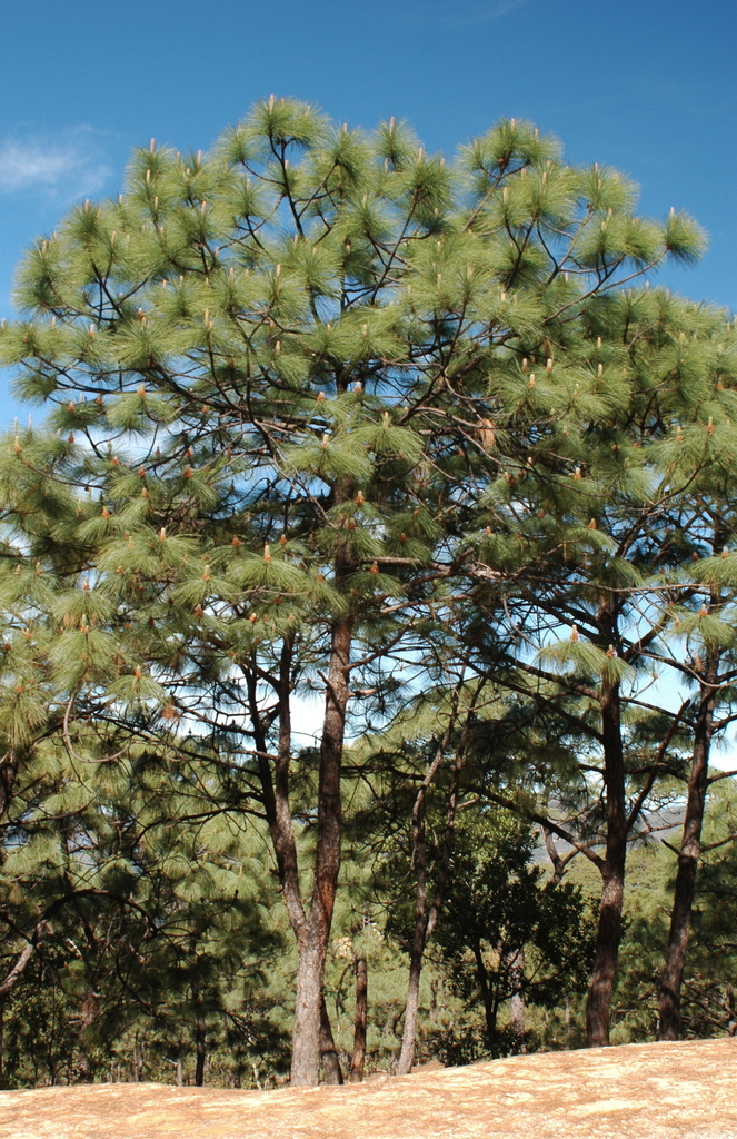 Pino colorado (Plantas que vi en el jardín botánico del Inecol ...