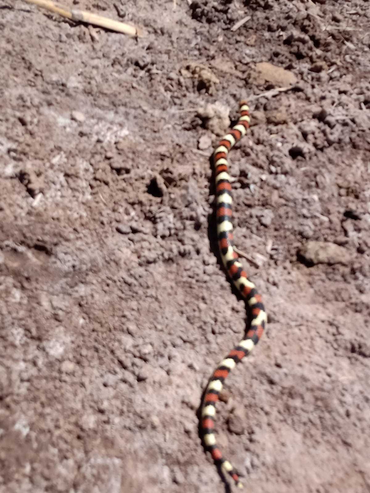 Xenodon semicinctus (Duméril, Bibron & Duméril, 1854)