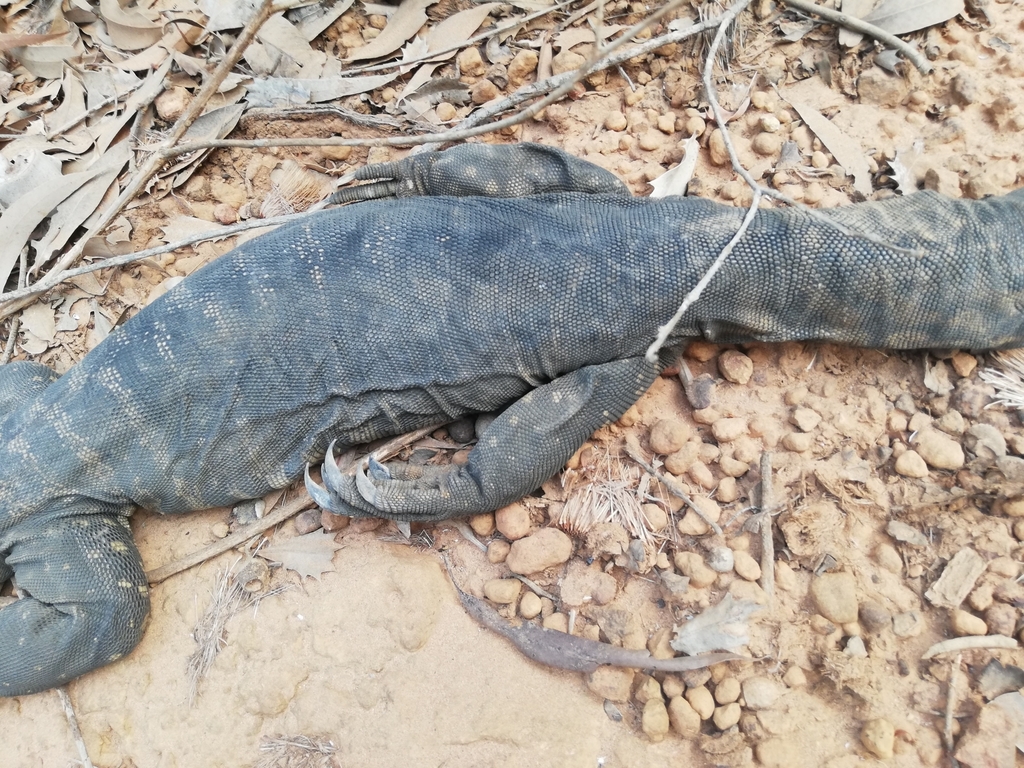 Southern Heath Monitor from Hoffman WA 6220, Australia on November 13 ...