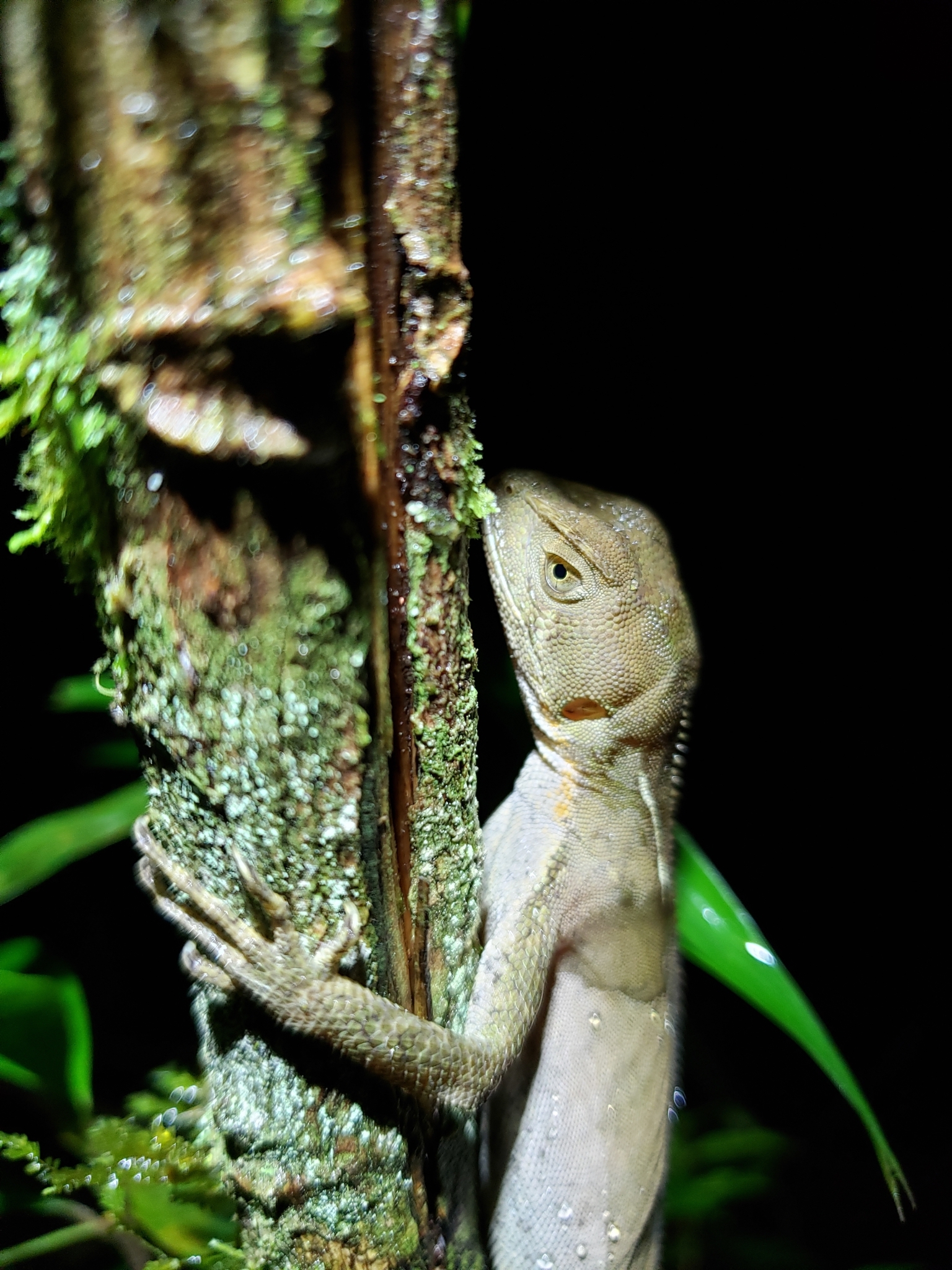 Enyalius perditus Jackson, 1978