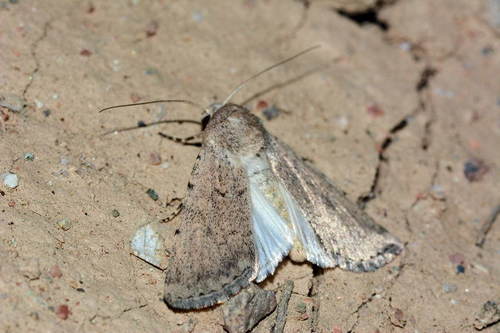 Dichagyris verecunda · iNaturalist