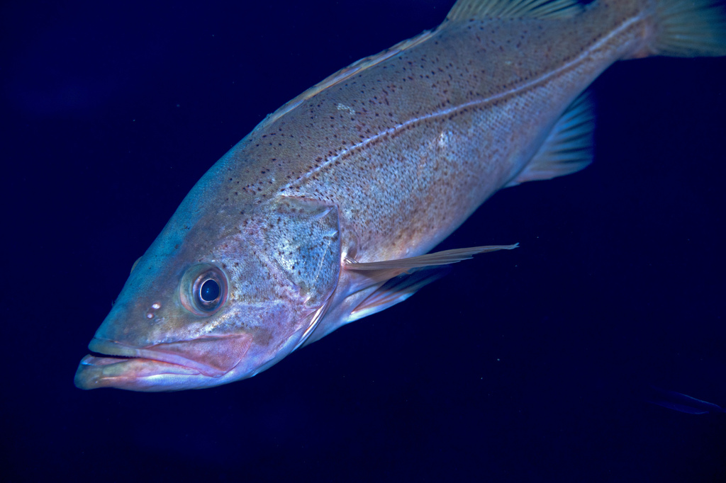 Bocaccio (Wildlife of the United States - Fish Pt.4) · iNaturalist