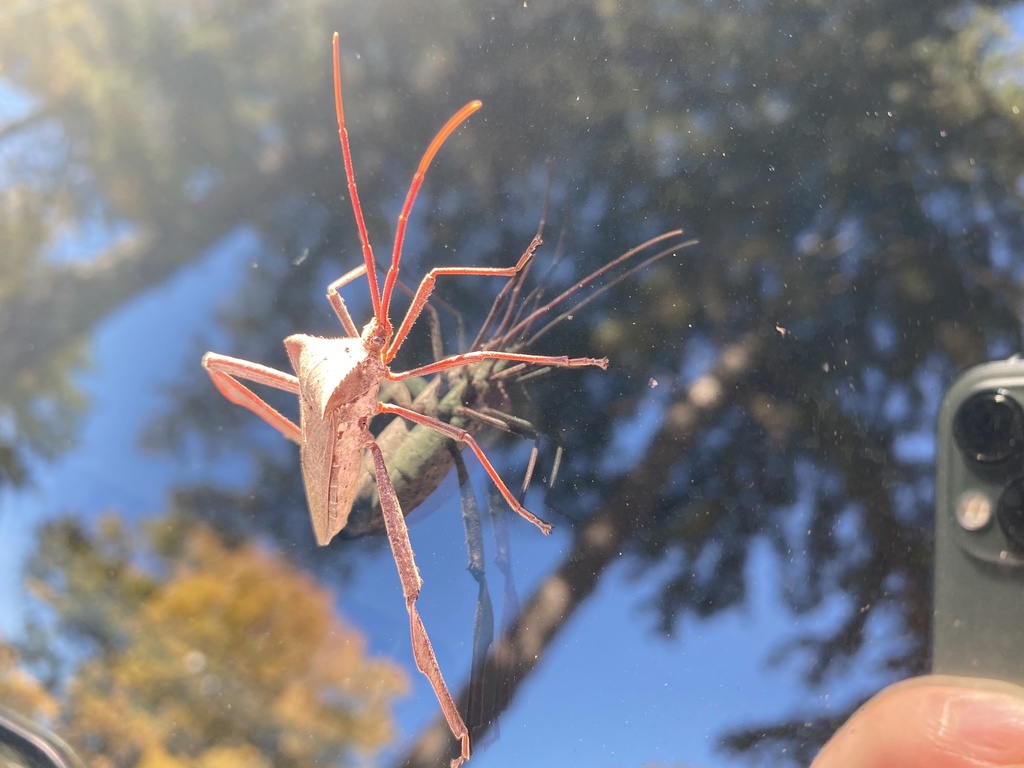 Giant leaf-footed bug from Clayton State University, Morrow, GA, US on ...
