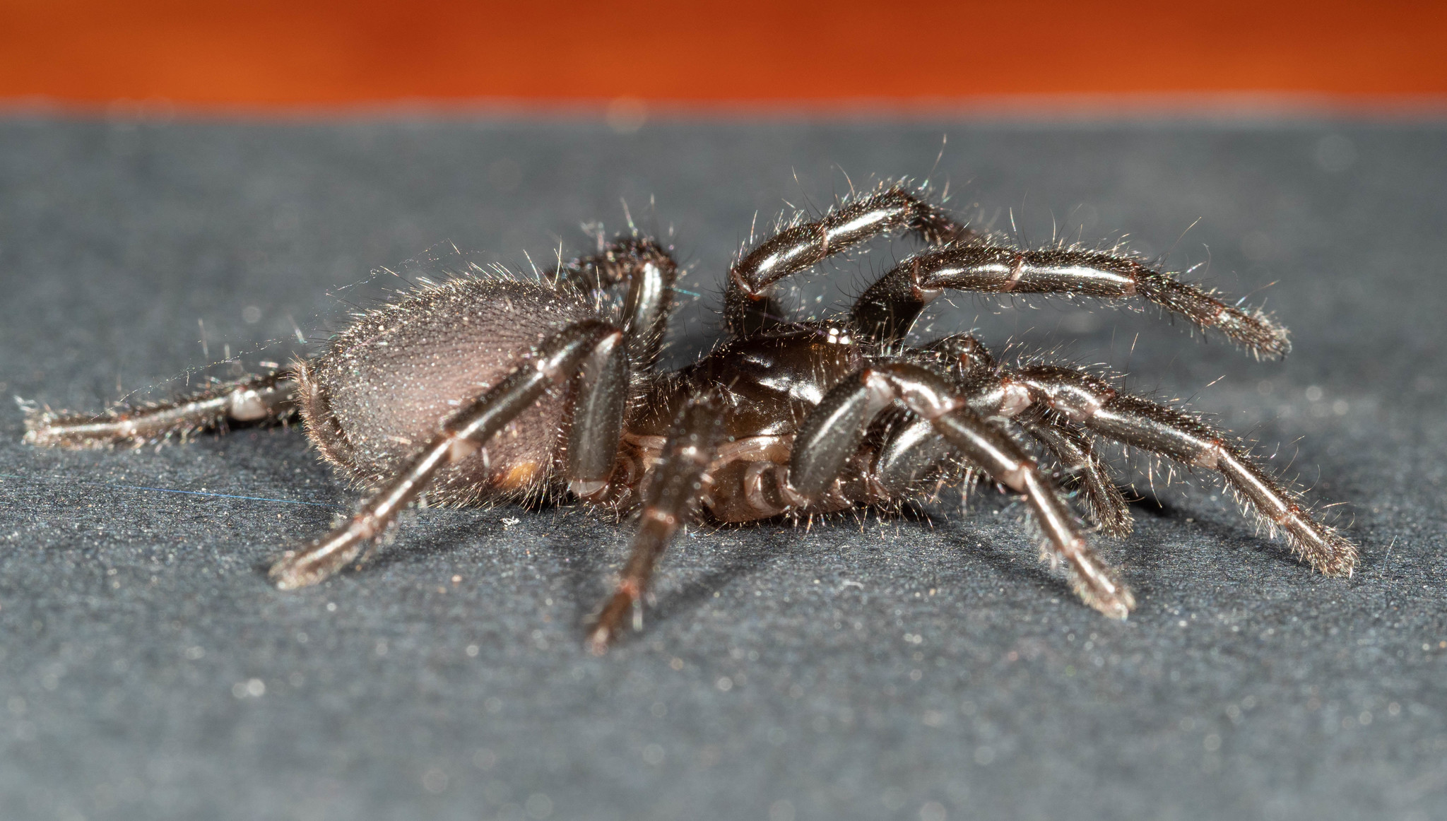 Atrax sutherlandi Gray, 2010