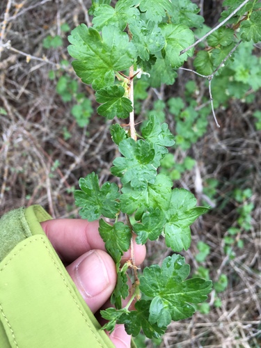 Bristly Gooseberry (Variety Ribes oxyacanthoides setosum) · iNaturalist