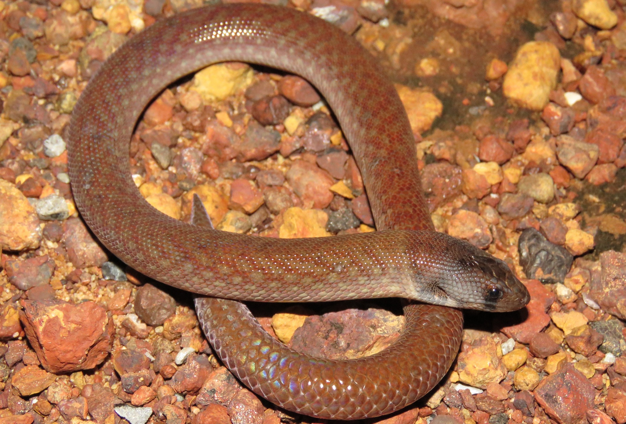 Pygopus steelescotti James, Donnellan & Hutchinson, 2001