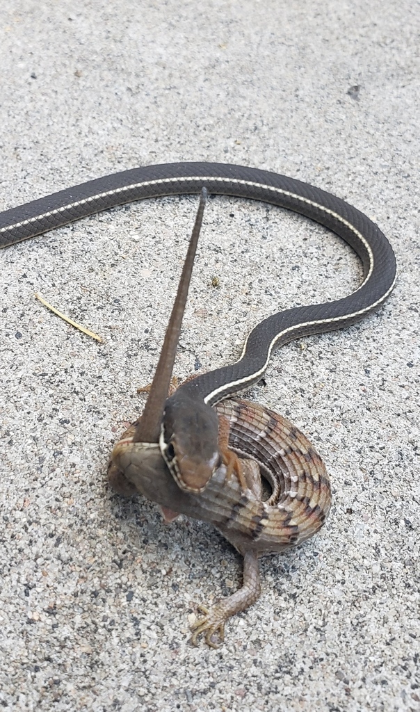 Striped Racer from San Carlos, San Diego, CA, USA on November 14, 2021 ...