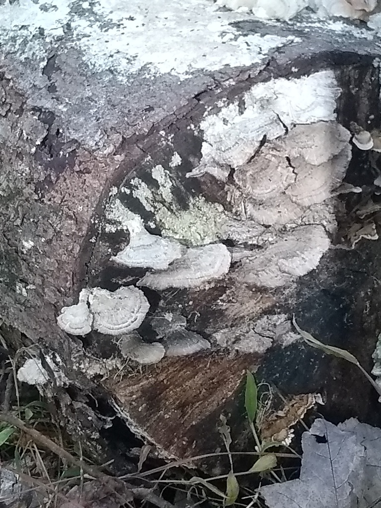 violet-toothed polypore from Zebulon, NC 27597, USA on November 11 ...