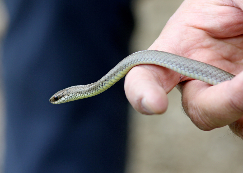 Boddaert's Tropical Racer from Anta Province, Peru on January 06, 2017 ...