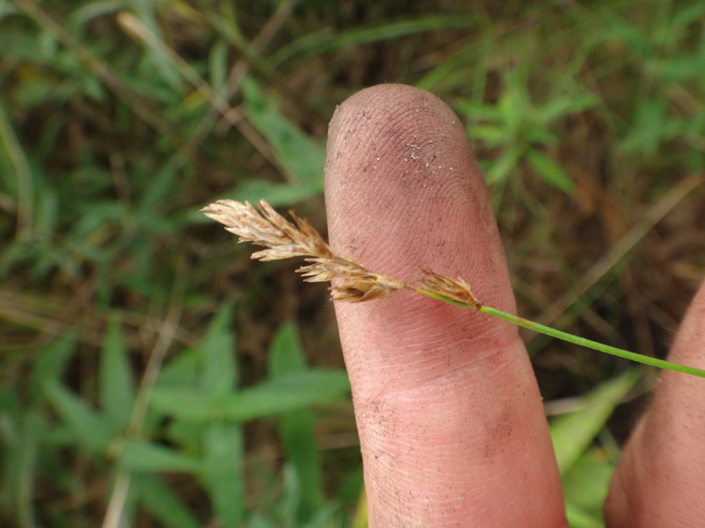 dry land sedge in August 2021 by Derek Ziomber. Dry-mesic black oak ...