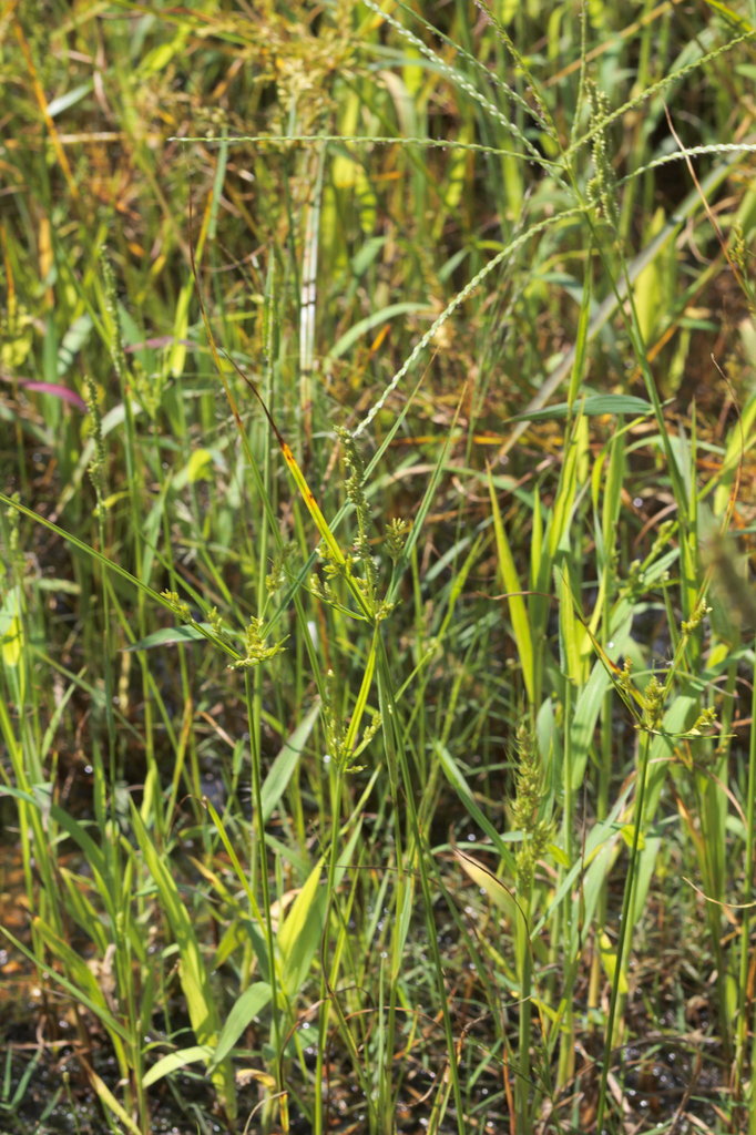 Rice flat-sedge from Pine City, AR, US on August 31, 2018 by Diana ...