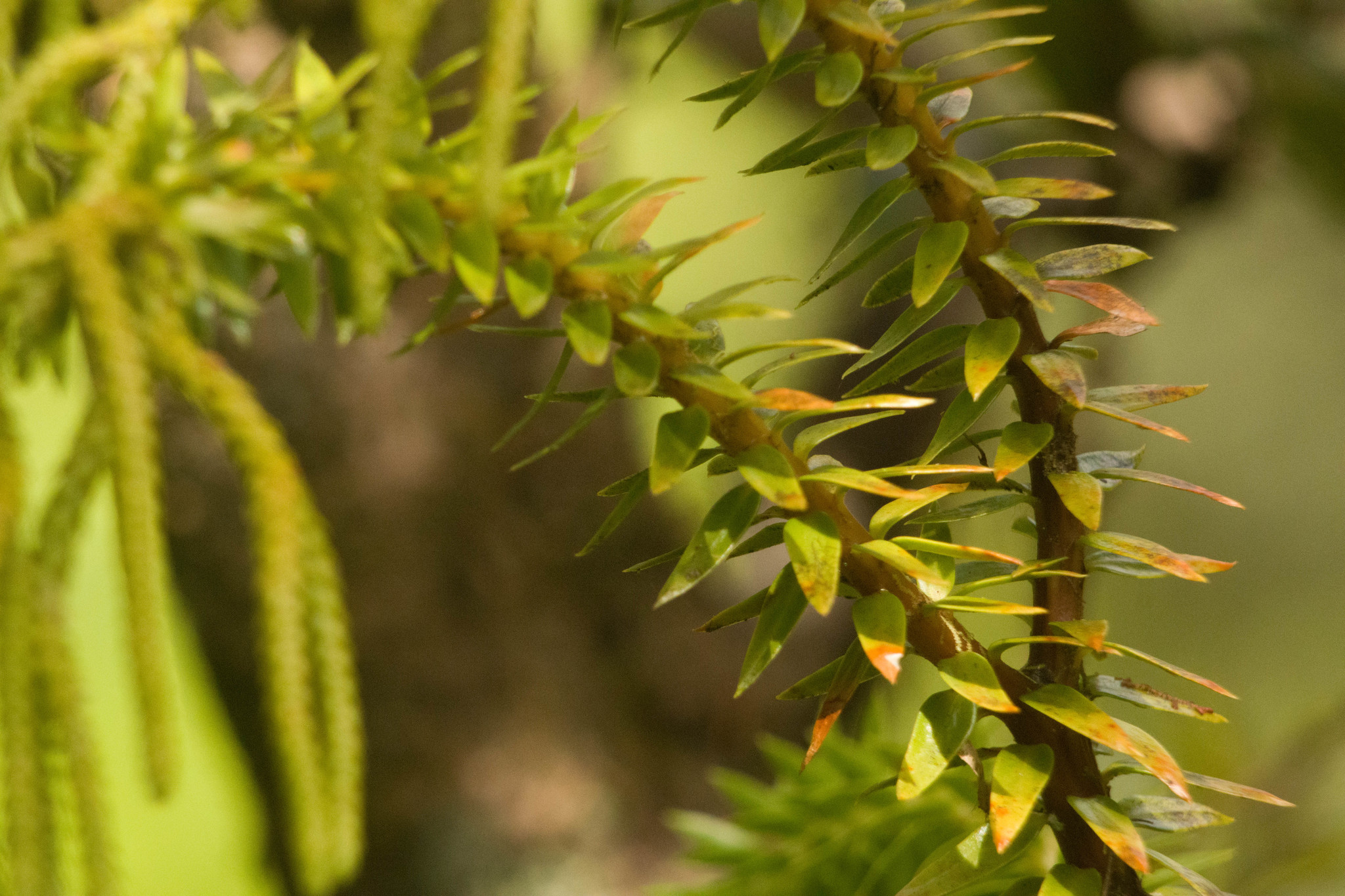 Phlegmariurus phyllanthus (Hook. & Arn.) R.D.Dixit