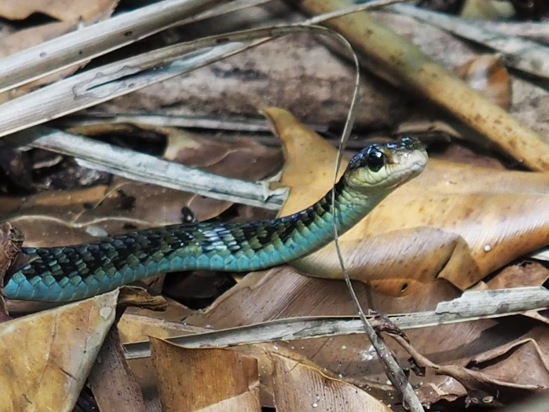 Palau Tree Snake (Dendrelaphis striolatus) - Snakes and Lizards